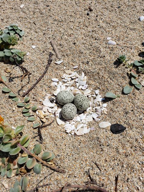 Western Snowy Plovers Were Thriving Off Huntington Beaches Until
