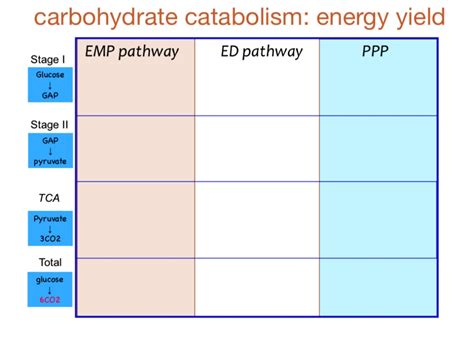Solved Carbohydrate Catabolism Energy Yield In The Emp Pathway Ed