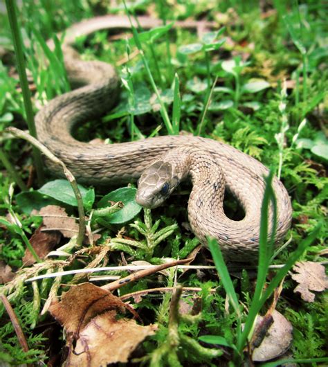 Storeria Dekayi Imgur