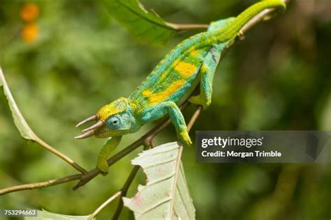 Rwenzori Three Horned Chameleon Johnstons Chameleon Trioceros Johnstoni