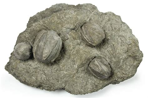 4 15 Plate Of Blastoid Pentremites Fossils Oklahoma 270102 For Sale