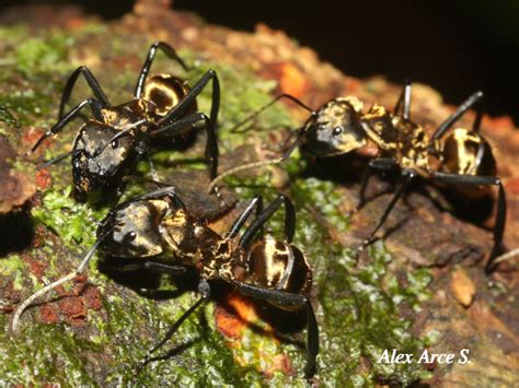 Dolichoderus Validus Ecos Del Bosque