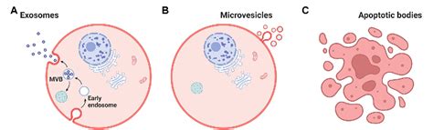 Figure 1 From Application Of Cell Derived Extracellular Vesicles And