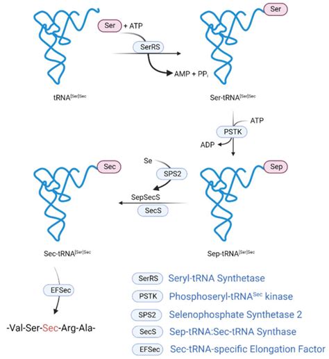 Alphabet” Selenoproteins Their Characteristics And Physiological