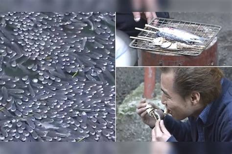 密密麻麻！日本名古屋鲻鱼挤爆河道 飞鸟借此饱餐 民众生火就地烤