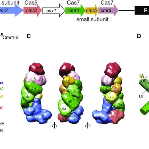Overview Of Pyrococcus Furiosus Cmr Gene Arrangement Activity Of The