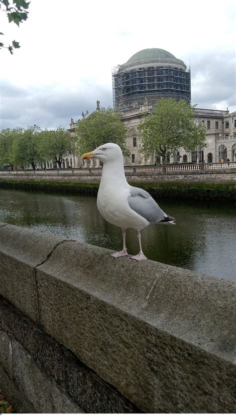 Mario Morela On Linkedin After Grabbing Food From My Hand This Sea