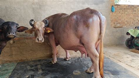 ਪੰਜਾਬੀਆਂ ਦੀ ਪਸੰਦ ਹੁੰਦੀਆਂ ਸਨ ਬੂਰੀਆਂ ਮੱਝਾਂ One Buffalo For Sale Youtube