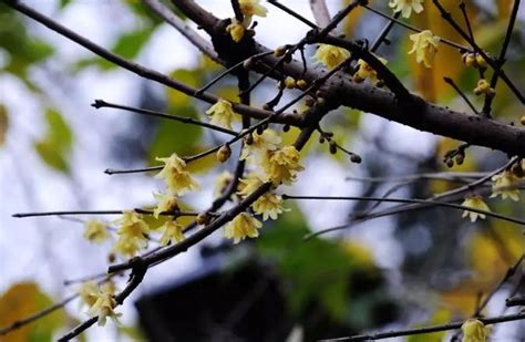 暗香浮动！中山公园的蜡梅花开了澎湃号·政务澎湃新闻 The Paper