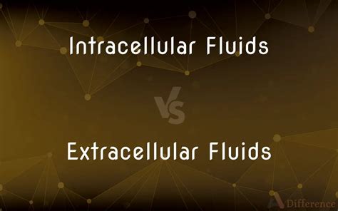 Intracellular Fluids Vs Extracellular Fluids — Whats The Difference
