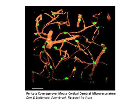 2019 Tissue Microstructure Imaging Conference Grc
