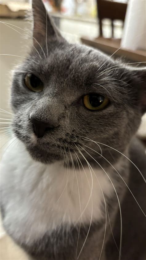 My Friends Cat Is Definitely Mewing R Mewing