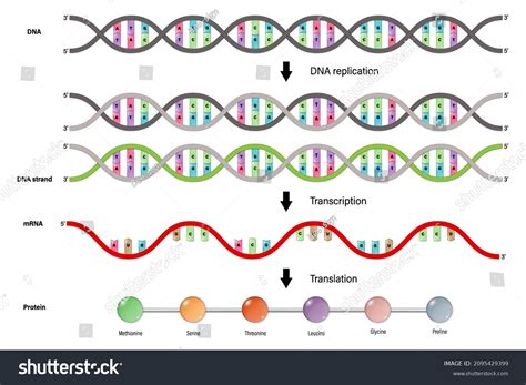 Enzymes Involved In Dna Replication Transcription And Translation At