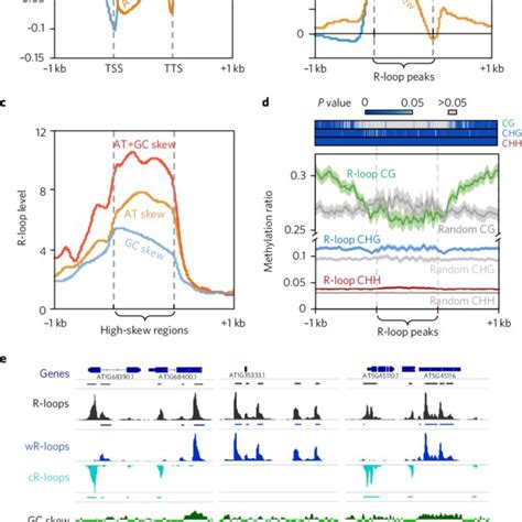 Genome Wide Detection Of R Loops In Arabidopsis By Ssdrip Seq A