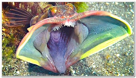 Top 10 Most Bizarre Deep Sea Creatures Ever Discovered Youtu