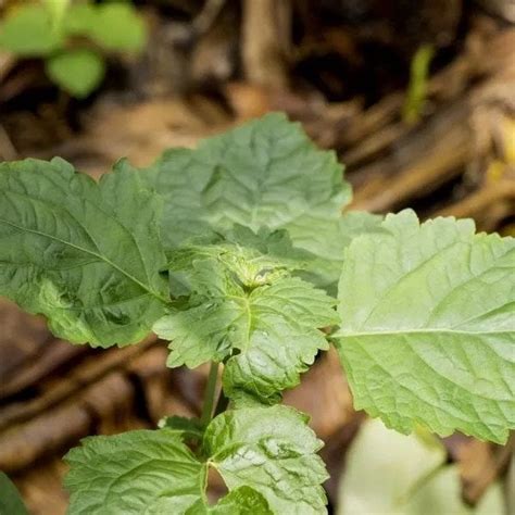 Patchouli Dark Essential Oil Creation Essentials