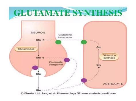 Neurohumoral Transmission In Cns Pptx