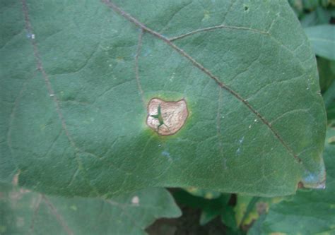 茄子褐纹病 河南农业病虫