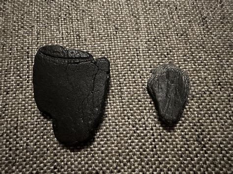 Fossilized Bone Id R Fossilid