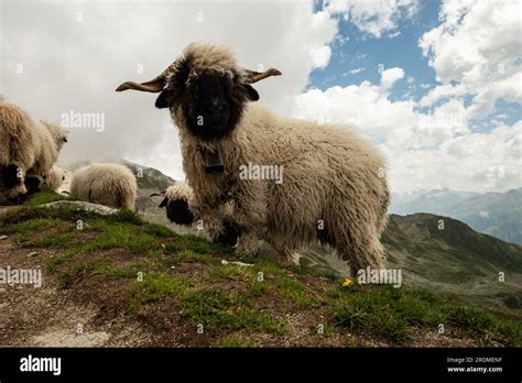 Mouton nez noir Banque de photographies et dimages à haute résolution