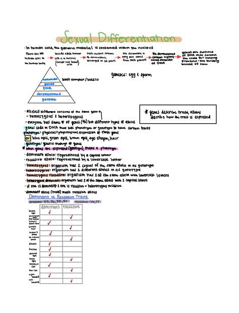 Sexual Differentiation Notes SBIO Studocu