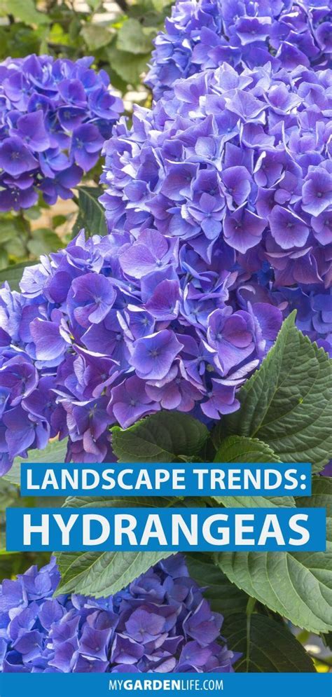 Landscape Trends Hydrangeas