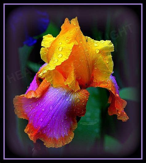Tequila Sunrise Iris Flowers Shrubs Plants