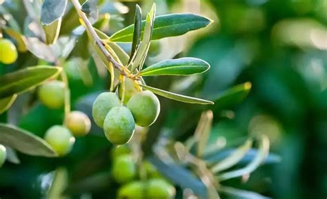 Maca Extract Powder China Manufacturersupplier Buy Organic Maca Root Powderextract Bulk