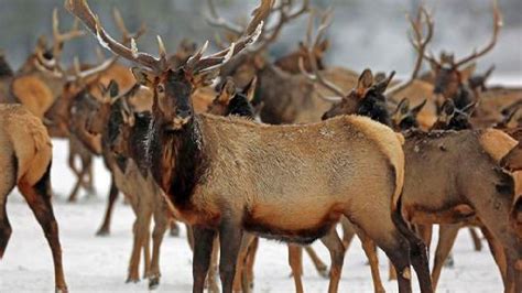 Dc Man Fined After His Drone Causes 1500 Elk To Stampede At Refuge