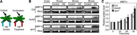 Interplay Between ROS Production And ROS Scavenging Modulates The ROS Download Scientific