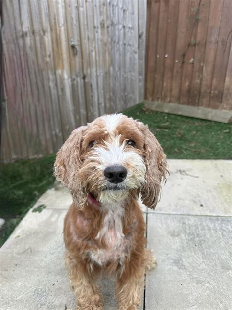 Bailey 7 Year Cockapoo Female Reserved Rainrescue