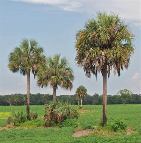 On This Day In Florida History June 11 1953 Sabal Palmetto Palm