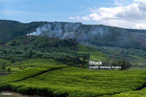 산과 구불구불한 언덕과 농지가 있는 우간다 시골의 아름다운 전망 우간다에 대한 스톡 사진 및 기타 이미지 우간다 굽이치는