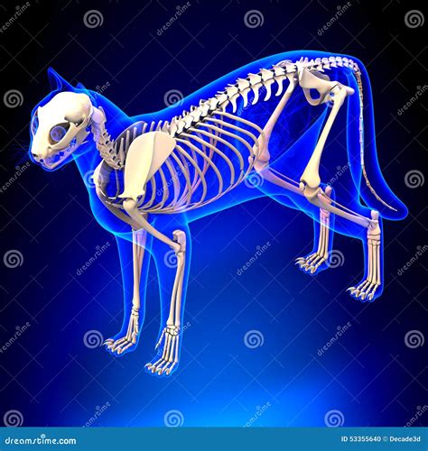Cat Skeleton Anatomy Anatomy Of A Cat Skeleton Perspective V Stock