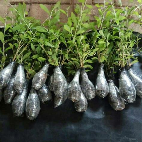 Jual Paket 5 Batang Tanaman Hias Lee Kwan Yew Tanaman Lee Kwan Yu