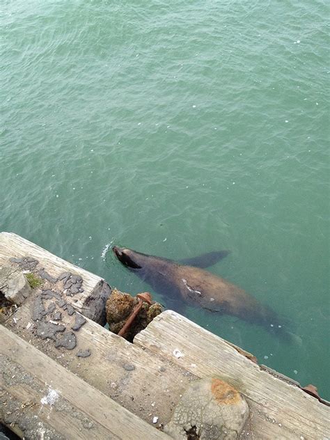 Crabbing Under The Golden Gate Bridge This Friendly Guy Was More Than