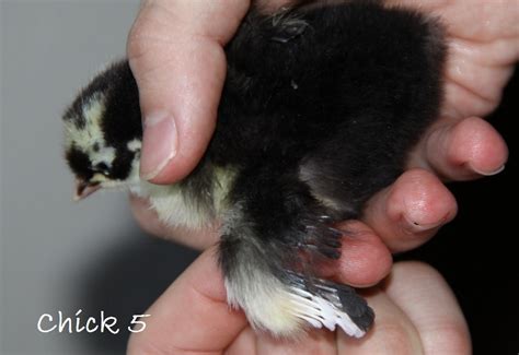 Wing Sex My Chicks BackYard Chickens Learn How To Raise Chickens