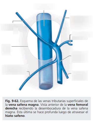 Diagrama De Esquema De Las Venas Tributarias Superficiales De La Vena