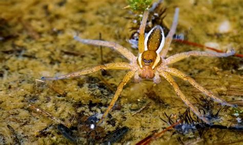 Premium Photo Close Up Of A Spider In The Water Selective Focus