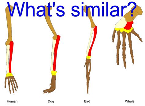 Craig Talks Teaching An Analogy Is Like