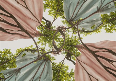 How Does The Visual Complexity Of A Tree Canopy Influence The