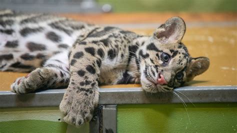 Clouded Leopard Cubs