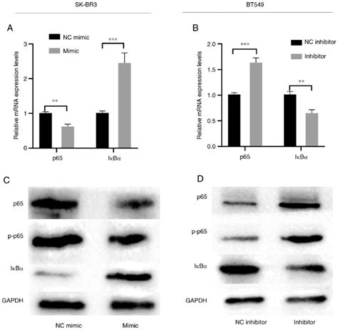 Overexpression Of Mir 217 5p Inhibits The Nf κb Signaling Pathway A