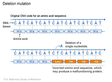What Kinds Of Gene Variants Are Possible Medlineplus Genetics