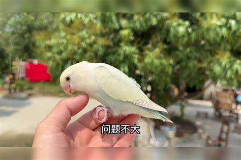 都是一家鸟，为什么就玩不到一块去呢