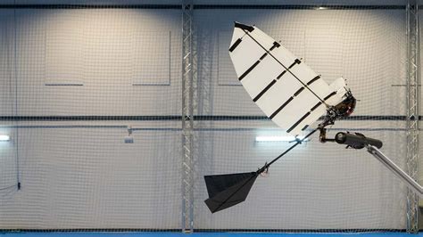 Watch Ornithopter Bot Bird Made Successful Perches