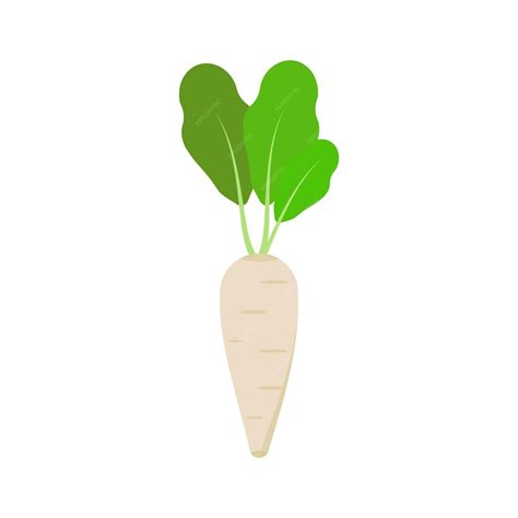 Premium Vector Radish Isolated On White Background Vector Illustration
