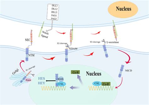 Schematic Diagram Of The Canonical Notch Signaling Pathway Nec Notch