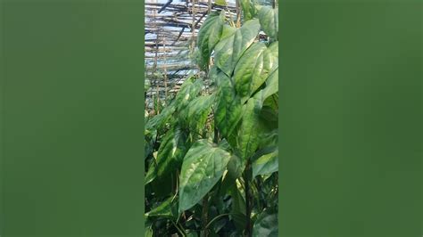 🌱আধুনিক পদ্ধতিতে পান চাষ।। পান গাছের আগা এবং পান বড় করার জন্য ব্যবহার করুন এই লিকুইড