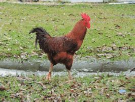 Rooster Crowing S Find And Share On Giphy